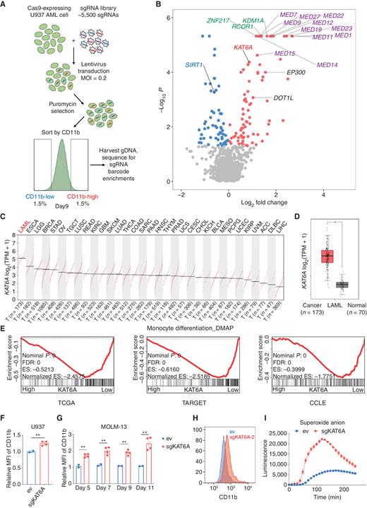 KAT6A and ENL Form an Epigenetic Transcriptional Control Module to ...