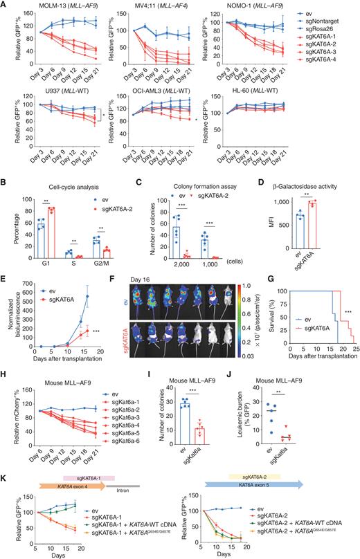 KAT6A and ENL Form an Epigenetic Transcriptional Control Module to ...