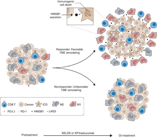 Early Tumor–Immune Microenvironmental Remodeling and Response to First ...