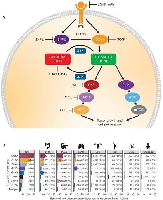 Expanding the Reach of Precision Oncology by Drugging All KRAS Mutants ...