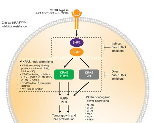 Expanding the Reach of Precision Oncology by Drugging All KRAS Mutants ...