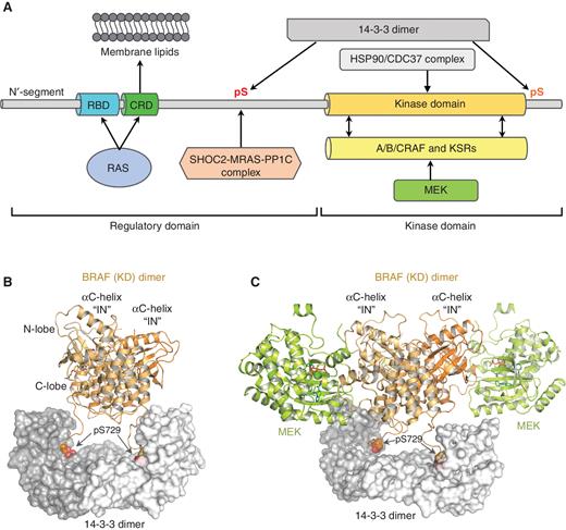 A Structure is Worth a Thousand Words: New Insights for RAS and RAF ...