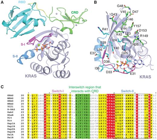 A Structure is Worth a Thousand Words: New Insights for RAS and RAF ...