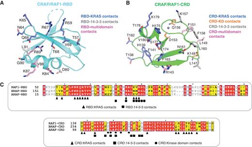 A Structure is Worth a Thousand Words: New Insights for RAS and RAF ...