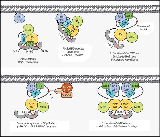 A Structure is Worth a Thousand Words: New Insights for RAS and RAF ...