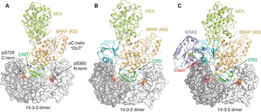 A Structure is Worth a Thousand Words: New Insights for RAS and RAF ...