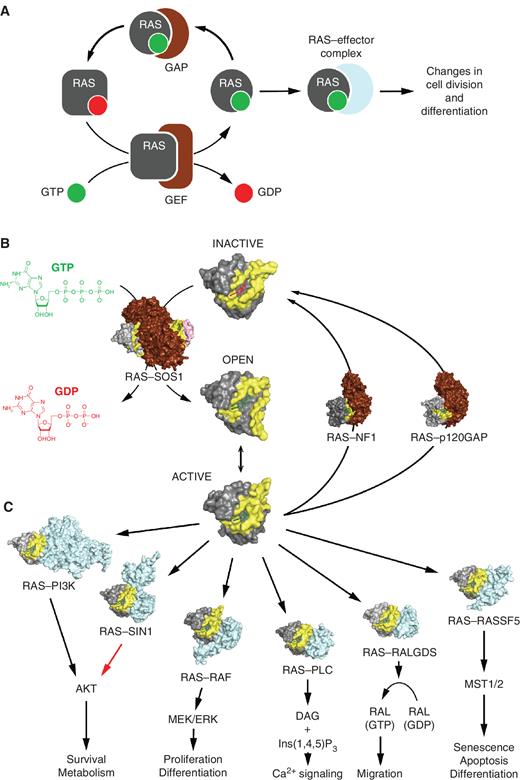 Classification of KRAS-Activating Mutations and the Implications for ...