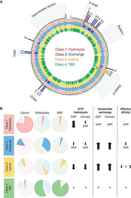 Classification of KRAS-Activating Mutations and the Implications for ...