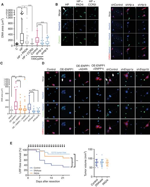 Tumor ENPP1 (CD203a)/Haptoglobin Axis Exploits Myeloid-Derived ...