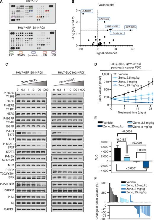 Zenocutuzumab, a HER2xHER3 Bispecific Antibody, Is Effective Therapy ...