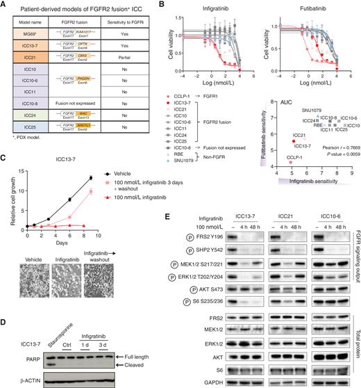 EGFR Inhibition Potentiates FGFR Inhibitor Therapy and Overcomes ...