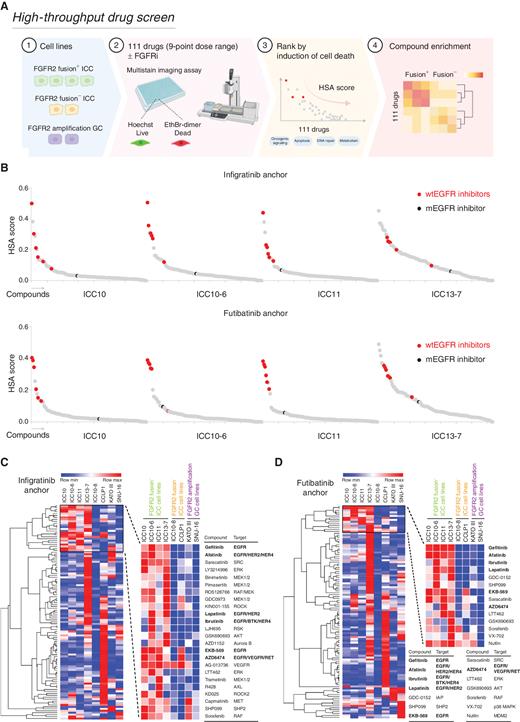 EGFR Inhibition Potentiates FGFR Inhibitor Therapy and Overcomes ...