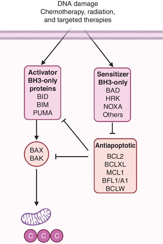 Adapted to Survive: Targeting Cancer Cells with BH3 Mimetics | Cancer ...