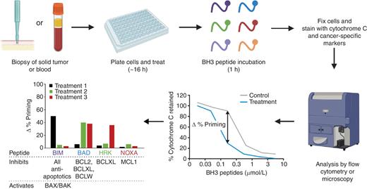 Adapted to Survive: Targeting Cancer Cells with BH3 Mimetics | Cancer ...