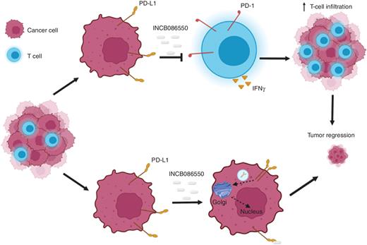 Packing a Punch against PD-L1 | Cancer Discovery | American Association ...