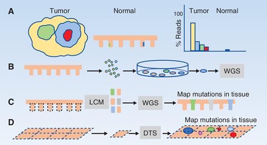 Somatic Mutation What Shapes The Mutational Landscape Of Normal