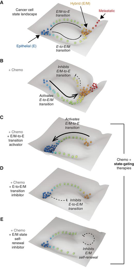 Mapping Phenotypic Plasticity upon the Cancer Cell State Landscape ...