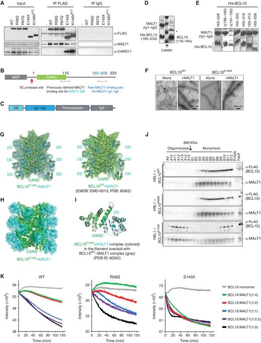 BCL10 Mutations Define Distinct Dependencies Guiding Precision Therapy ...