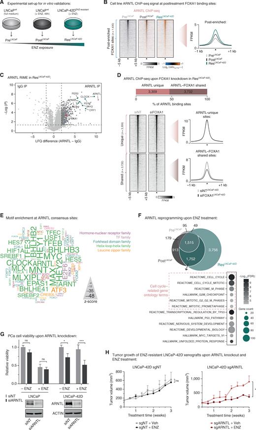 Drug-Induced Epigenomic Plasticity Reprograms Circadian Rhythm ...
