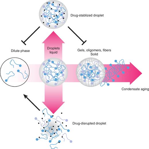 Biomolecular Condensation: A New Phase in Cancer Research | Cancer ...