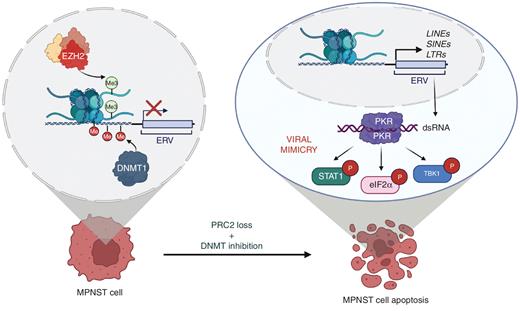 PRC2 Loss and DNMT Inhibition Boost Viral Mimicry in Cancer | Cancer ...