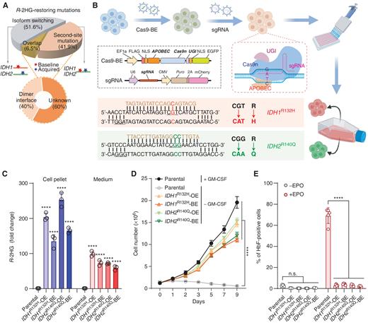 Disabling Uncompetitive Inhibition of Oncogenic IDH Mutations Drives ...