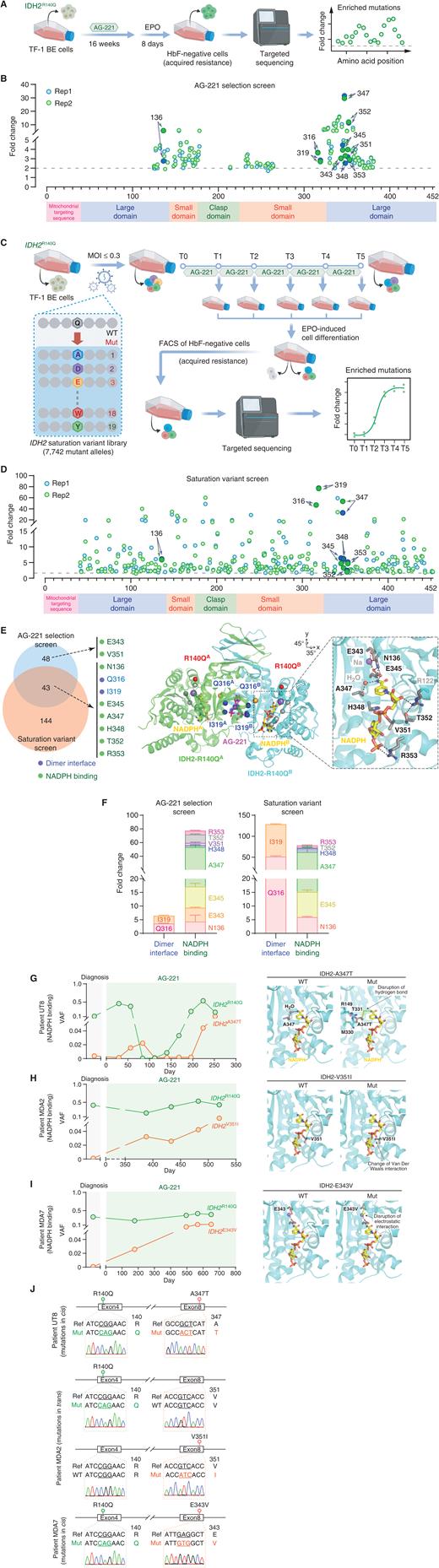 Disabling Uncompetitive Inhibition of Oncogenic IDH Mutations Drives ...