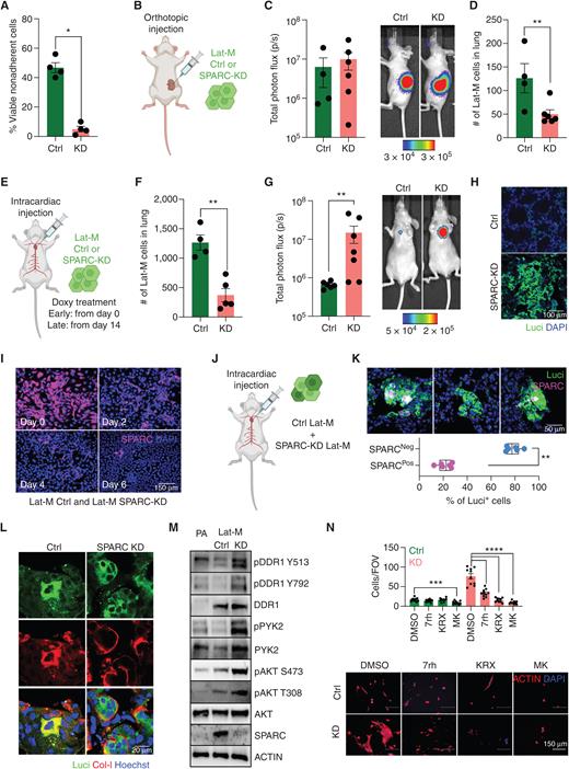 Cell Competition Shapes Metastatic Latency and Relapse | Cancer ...