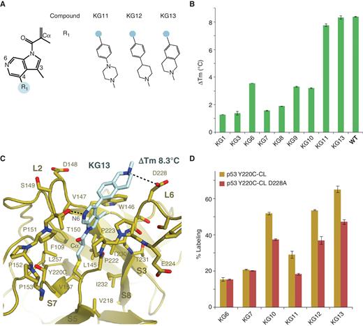 A Small Molecule Reacts with the p53 Somatic Mutant Y220C to Rescue Wild-type Thermal Stability ...