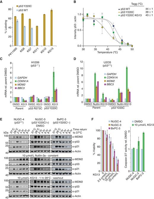 A Small Molecule Reacts with the p53 Somatic Mutant Y220C to Rescue Wild-type Thermal Stability ...