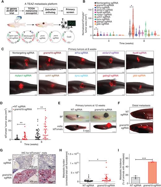 Identifying the Transcriptional Drivers of Metastasis Embedded within ...