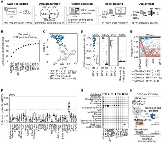 Human Papillomavirus 42 Drives Digital Papillary Adenocarcinoma and ...