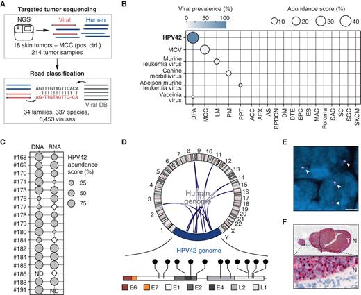 Human Papillomavirus 42 Drives Digital Papillary Adenocarcinoma and ...
