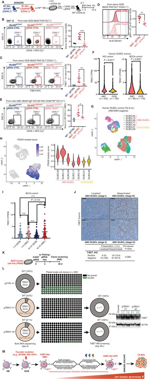 An Aged/Autoimmune B-cell Program Defines the Early Transformation of ...