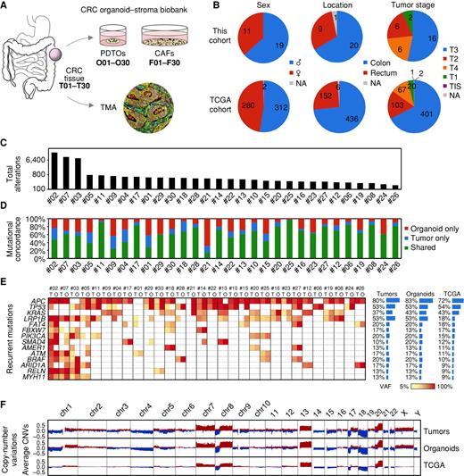 Colorectal Cancer Organoid–Stroma Biobank Allows Subtype-Specific ...