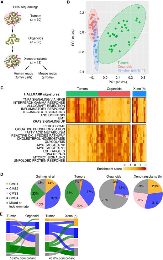 Colorectal Cancer Organoid–Stroma Biobank Allows Subtype-Specific ...