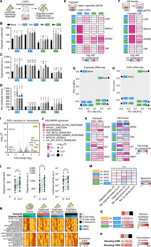 Colorectal Cancer Organoid–Stroma Biobank Allows Subtype-Specific ...