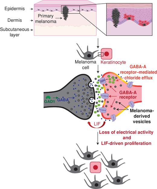 GABA Regulates Electrical Activity and Tumor Initiation in Melanoma ...