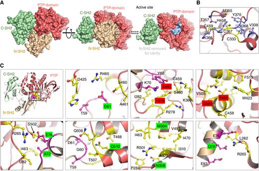 SHP2: A Pleiotropic Target at the Interface of Cancer and Its ...