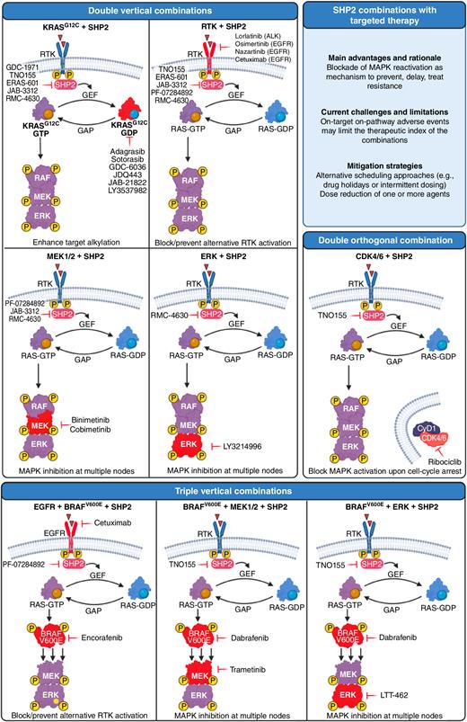 SHP2: A Pleiotropic Target at the Interface of Cancer and Its ...