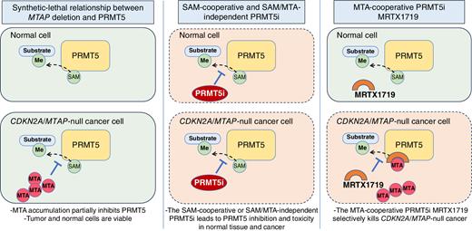Early Clinical Success of MTA-Cooperative PRMT5 Inhibitors for the ...