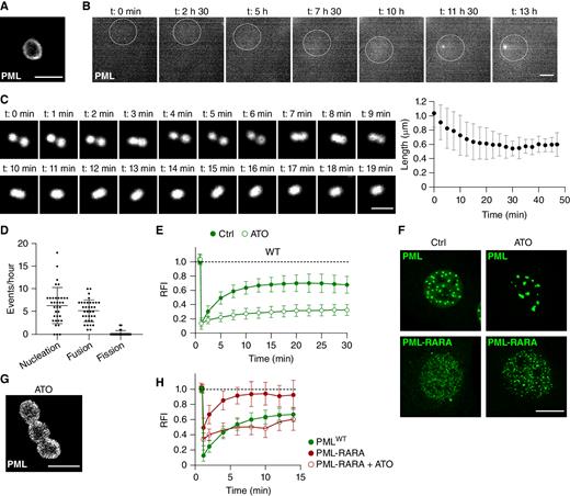 Structural Basis of PML-RARA Oncoprotein Targeting by Arsenic Unravels ...