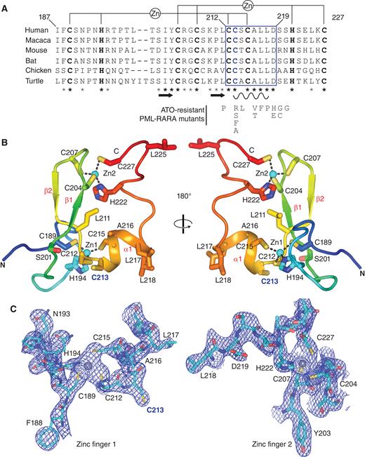 Structural Basis of PML-RARA Oncoprotein Targeting by Arsenic Unravels ...