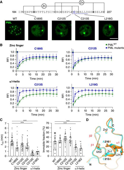 Structural Basis of PML-RARA Oncoprotein Targeting by Arsenic Unravels ...