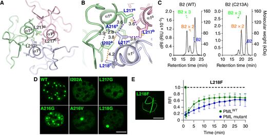 Structural Basis of PML-RARA Oncoprotein Targeting by Arsenic Unravels ...