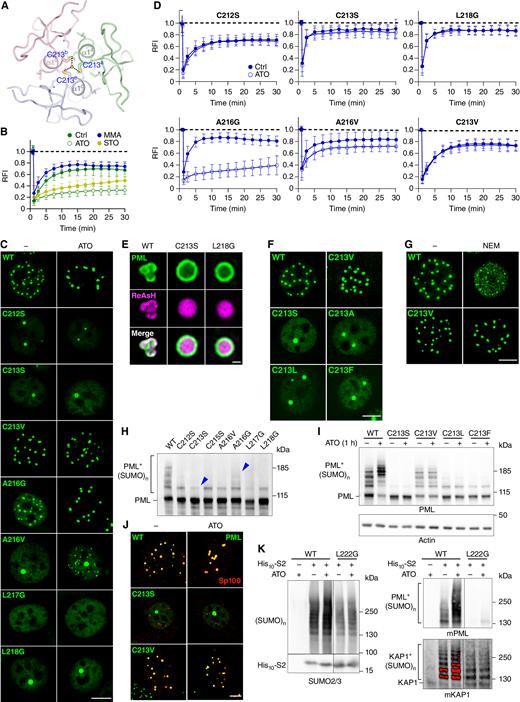 Structural Basis of PML-RARA Oncoprotein Targeting by Arsenic Unravels ...