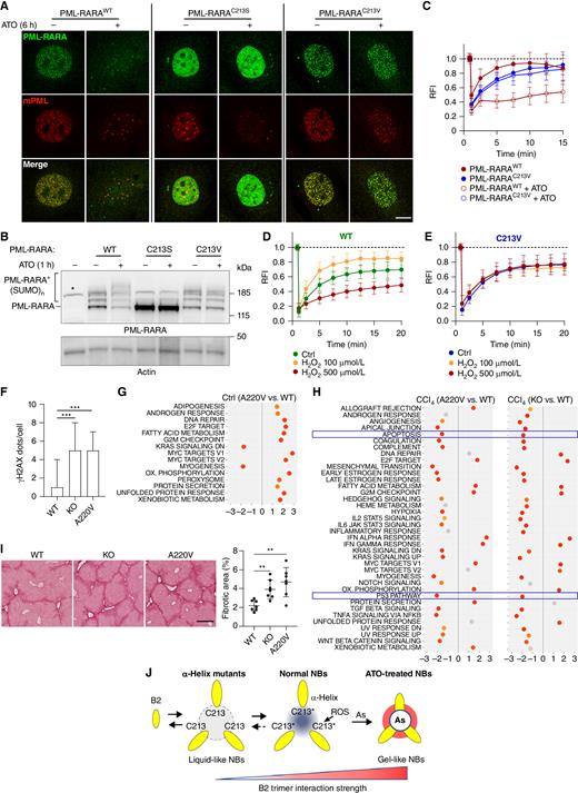 Structural Basis of PML-RARA Oncoprotein Targeting by Arsenic Unravels ...