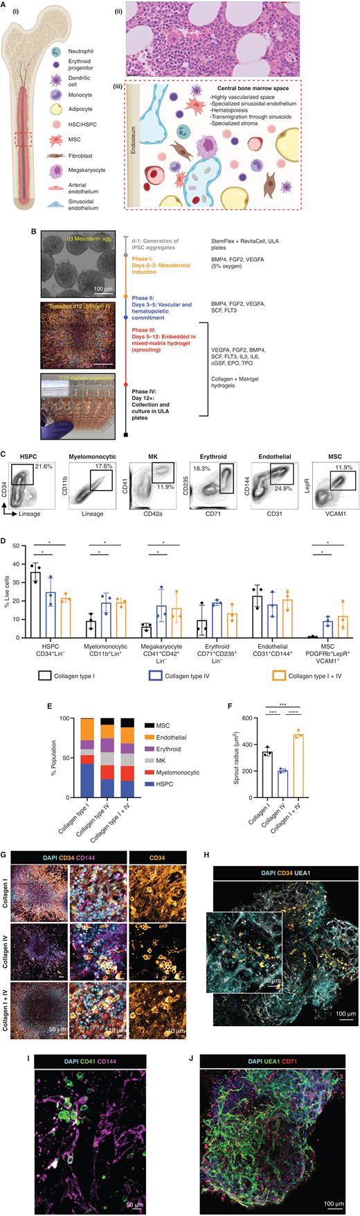 Human Bone Marrow Organoids for Disease Modeling, Discovery, and Validation of Therapeutic ...
