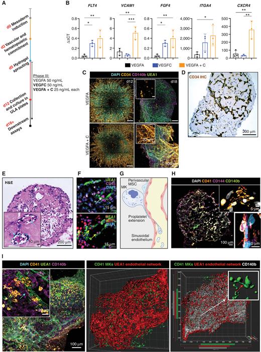 Human Bone Marrow Organoids for Disease Modeling, Discovery, and ...