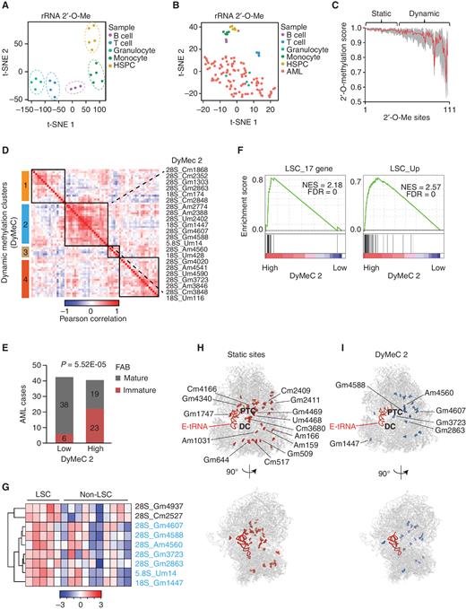 A Dynamic rRNA Ribomethylome Drives Stemness in Acute Myeloid Leukemia ...